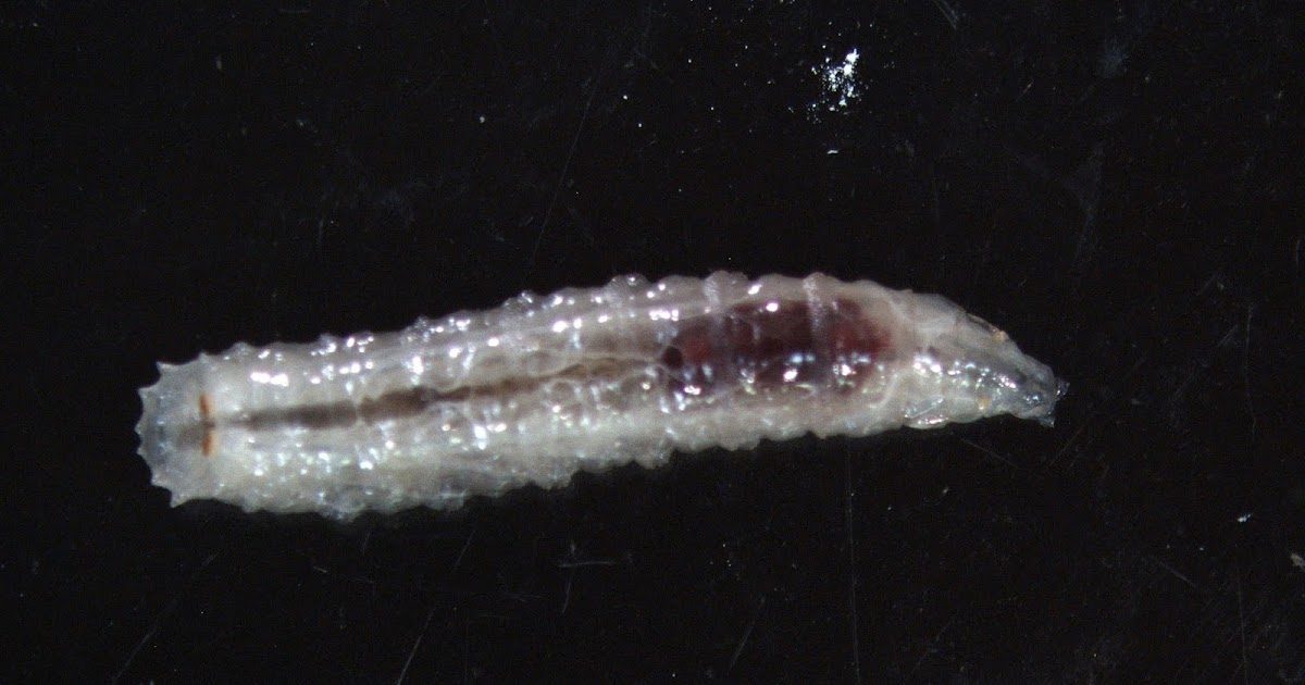 Creepy Dreadful Wonderful Parasites: Case of the Week 591