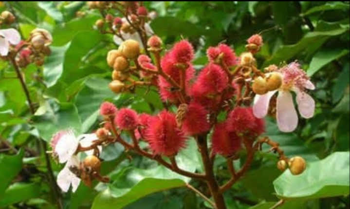 Achiote o Bixa orellana. Cuando descubra sus propiedades y paque se usa ...