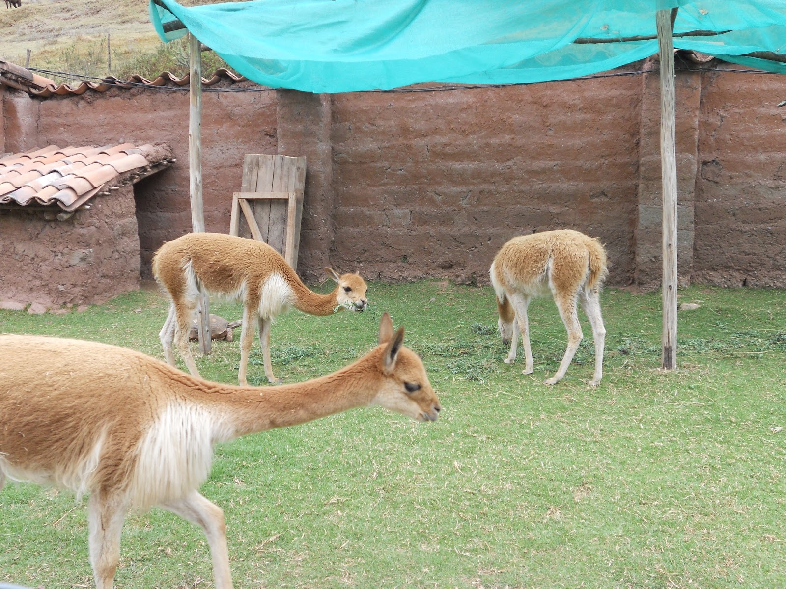 Wanderlust: Santuario Animal del Cochahuasi