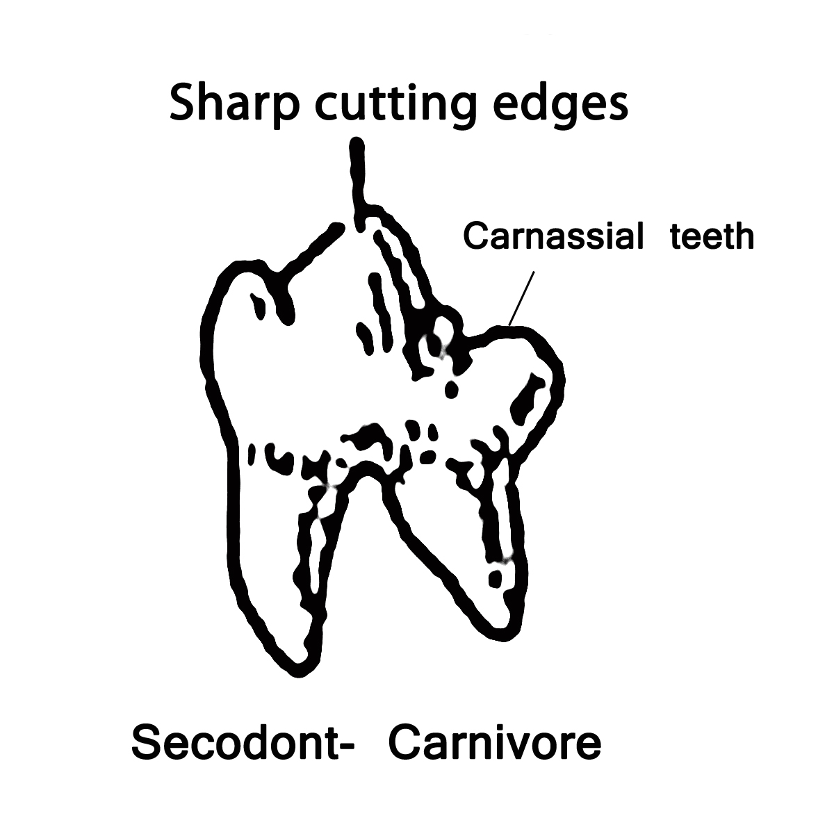 B. Sc. - II Animal Diversity- IV (Old) : Dentition in Mammals:By. Dr ...