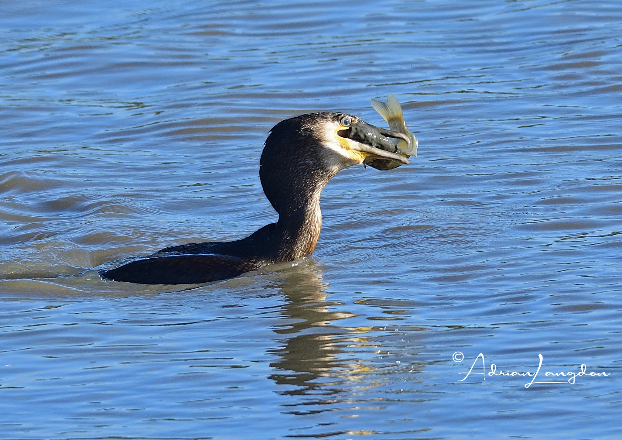 images-naturally!: A Cormorant fishing in the pools at Walmsley