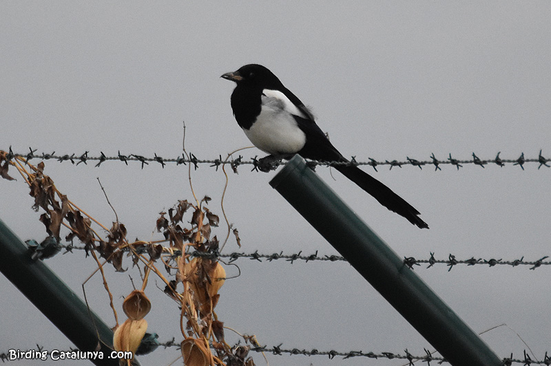 Birding Catalunya: Ocells a l'aeroport de Reus