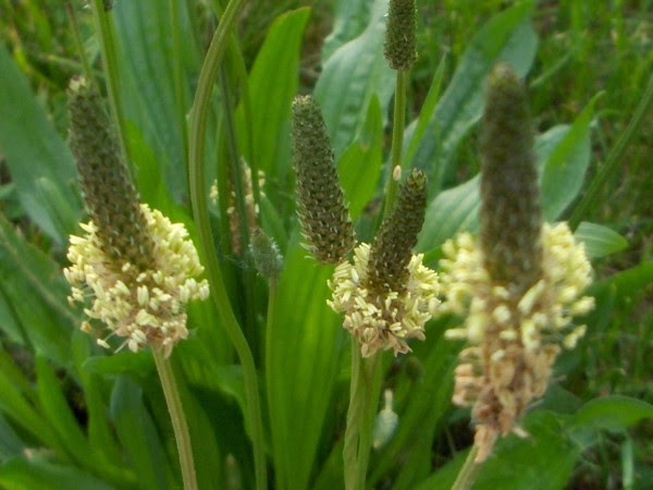 Trputac kao prirodni lijek ~ Prirodno liječenje