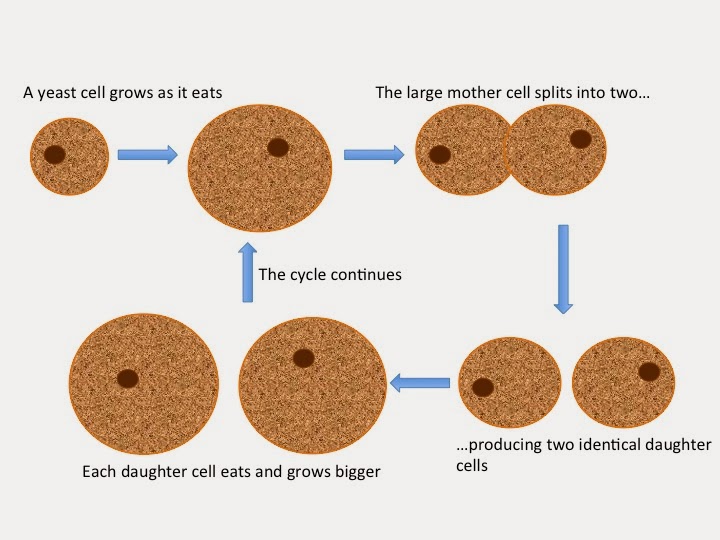 Under the microscope...: The Story of the Sourdough Starter
