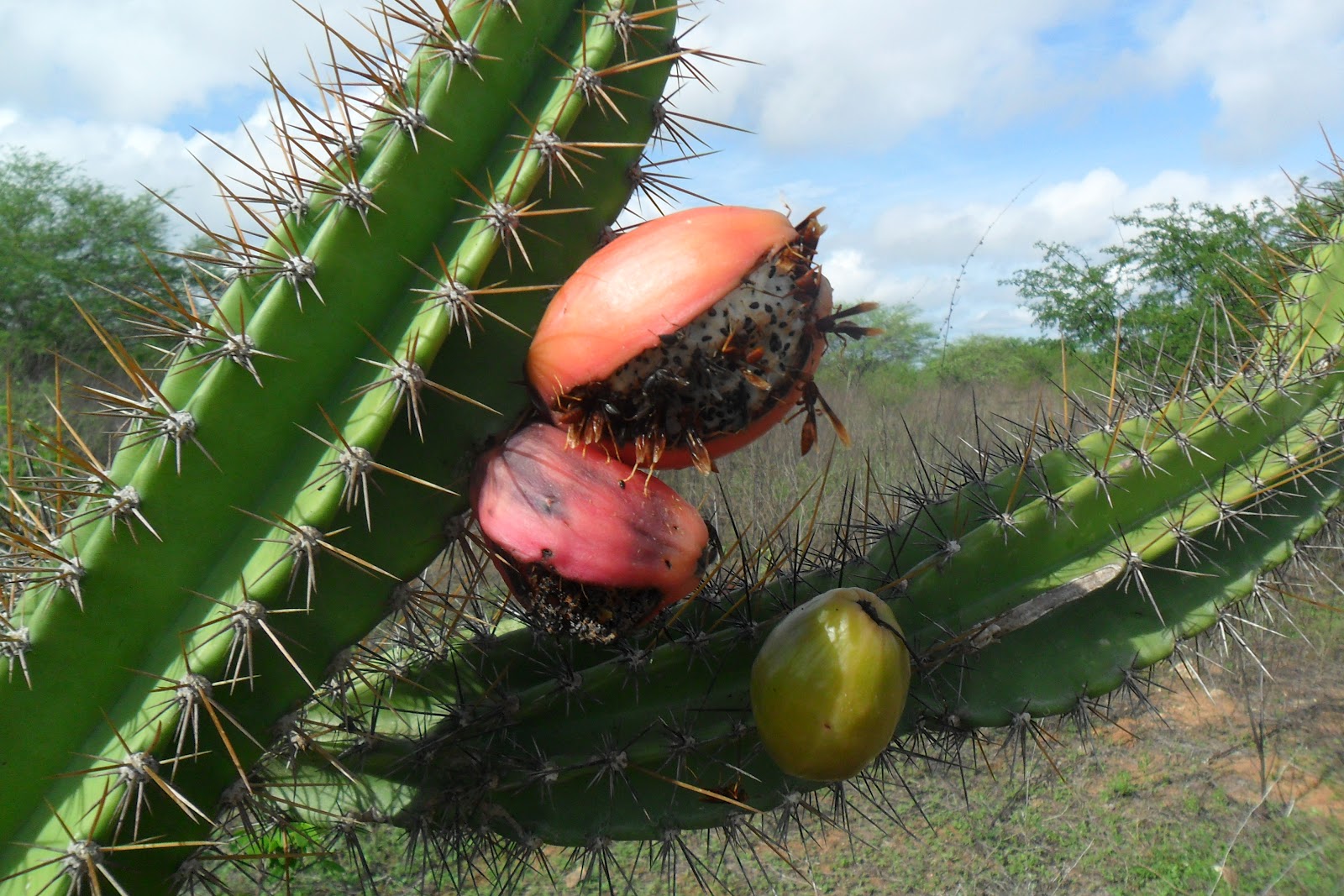 DSORIEDEM: Educação ambiental