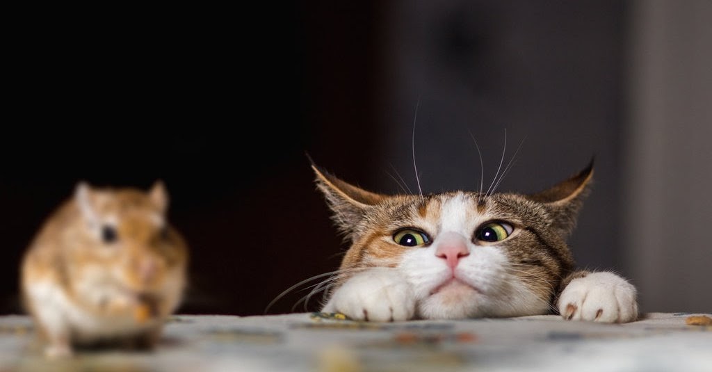 7 Kisah Kucing dan Tikus yang Terpopuler dan Sejarahnya - Kisah Web