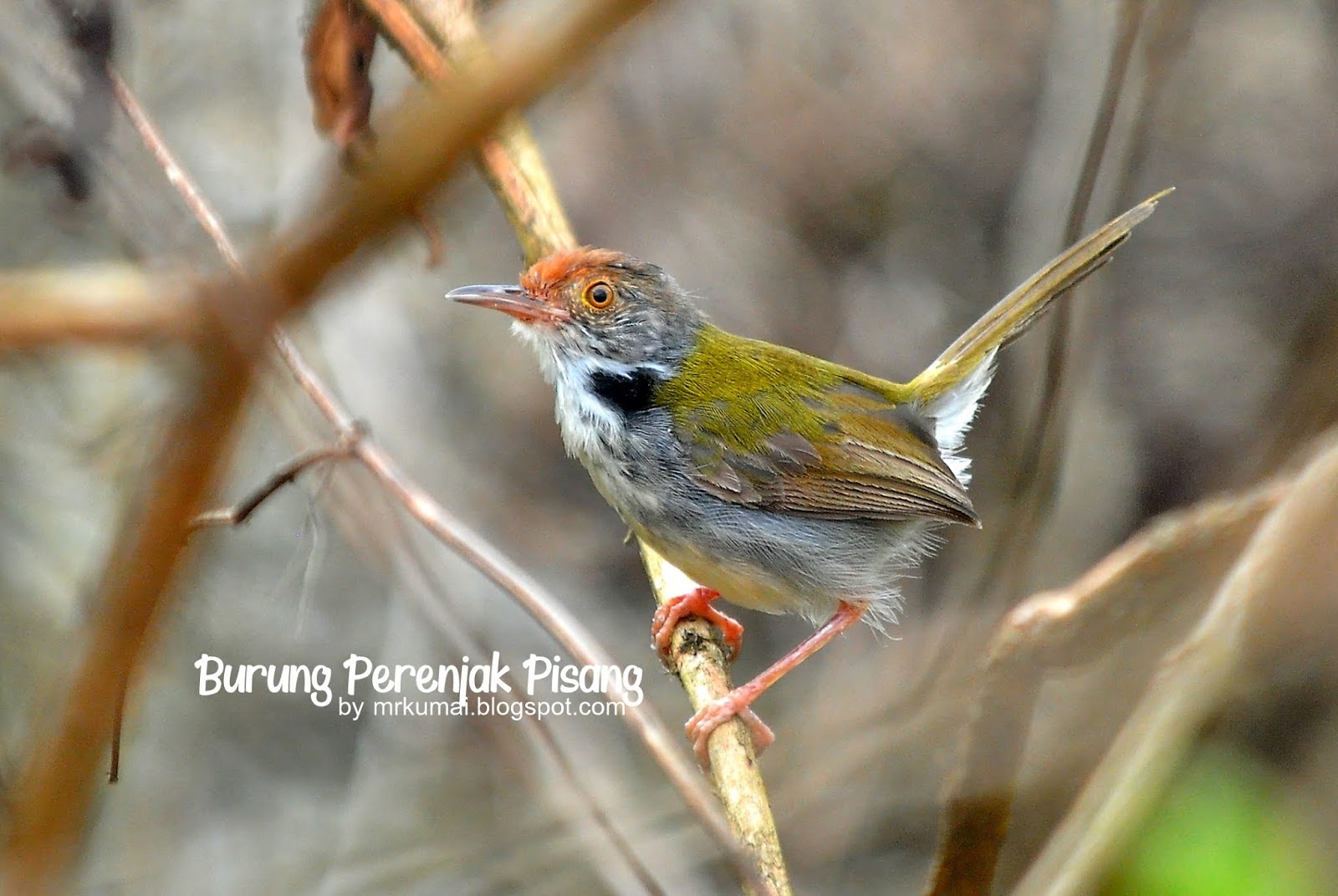 mrkumai.blogspot.com: Koleksi Burung di Cameron Highlands: Perenjak ...