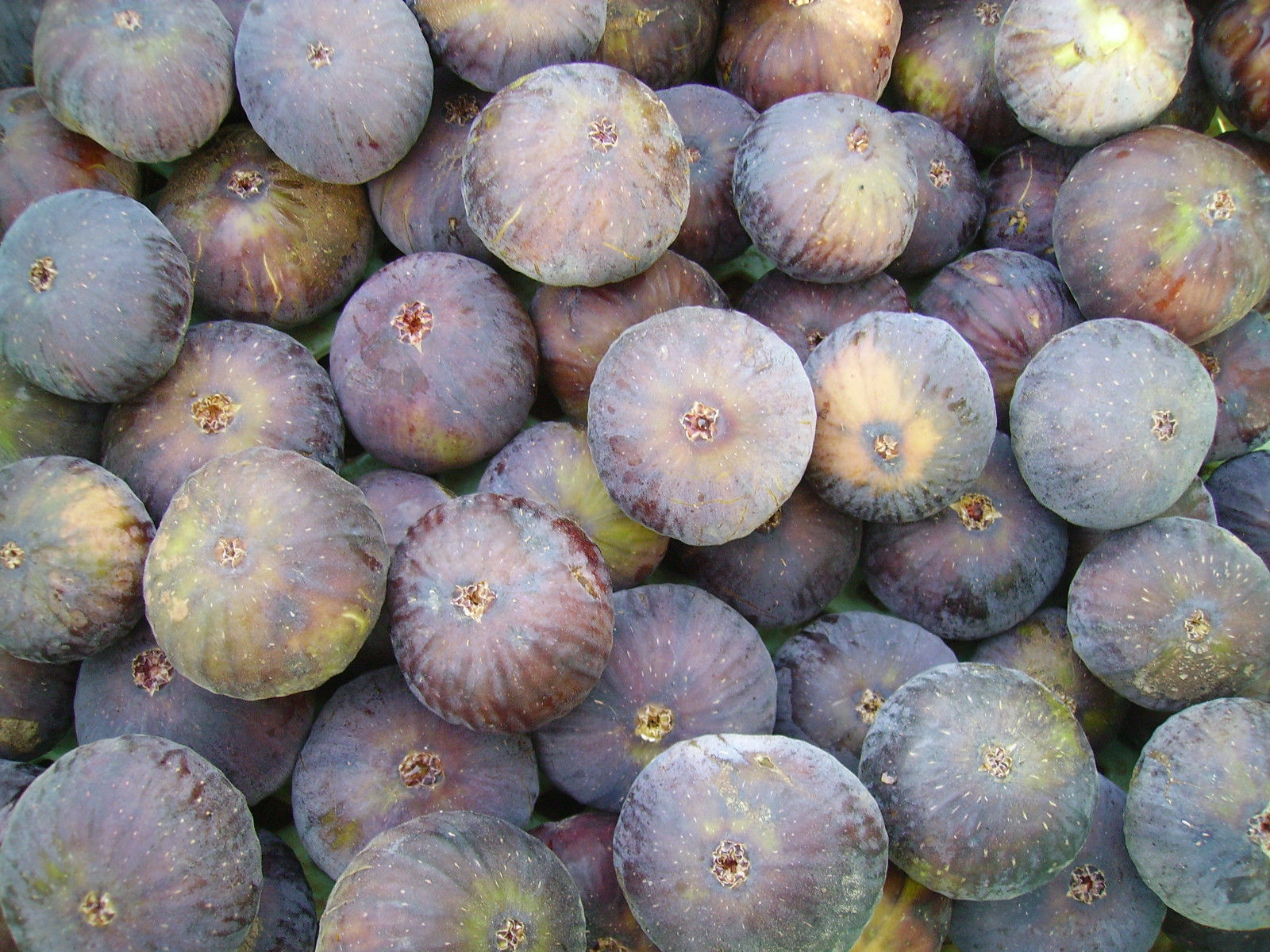 Malta Black Fig - Var Tin
