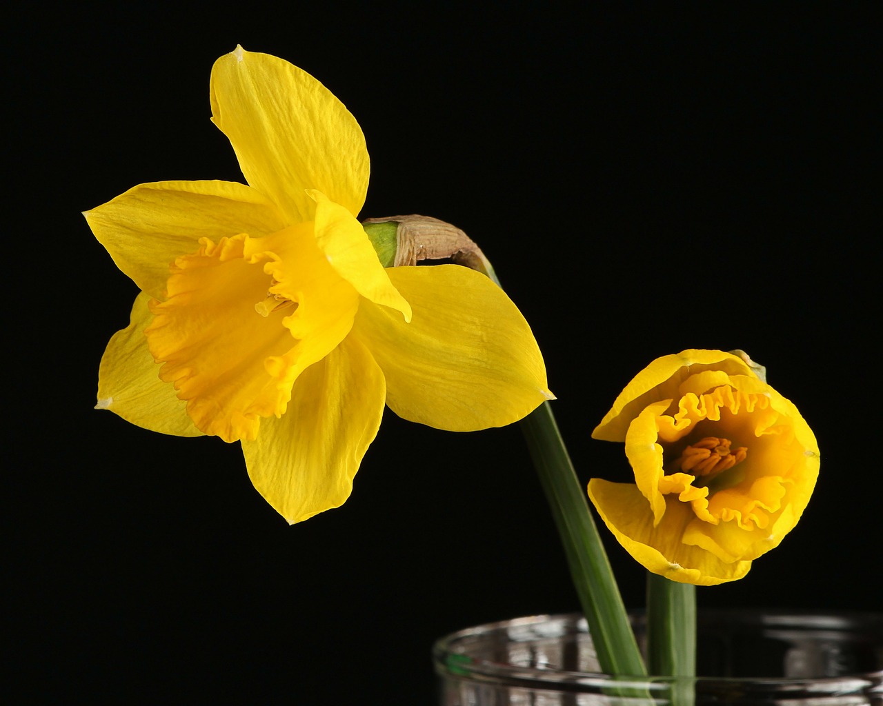 Better Drunk Than Wasted: World Daffodil Day
