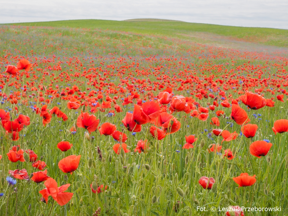 NA POJAĆWIESKICH RUBIEŻACH: Mak polny przyciąga uwagę, budzi emocje i ...