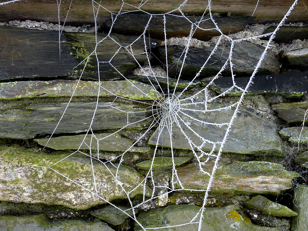 Cumbria Wildscapes: Cobweb on a Barn