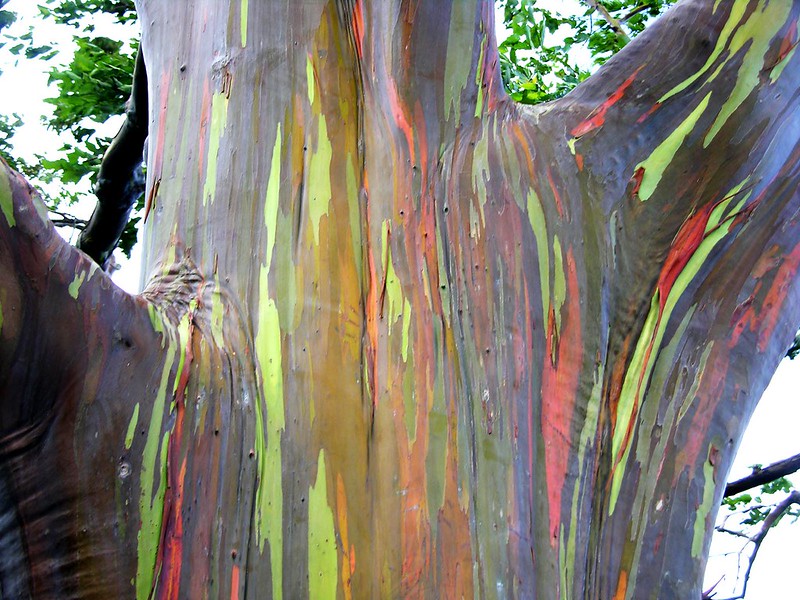 Eucalyptus Deglupta – Rainbow Tree