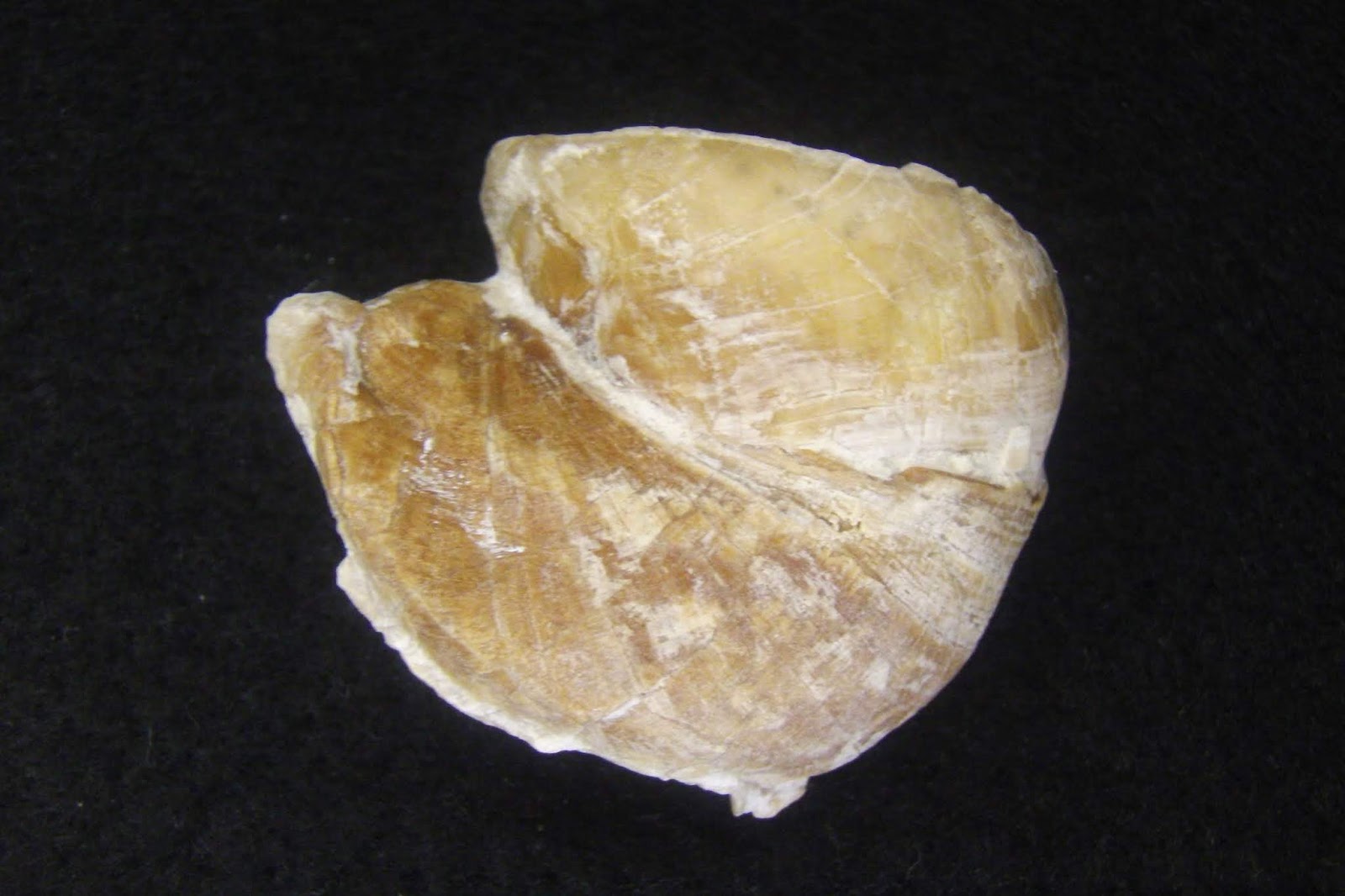 FOSSILES DE CHARENTE-MARITIME ET AUTRES ORIGINES: BIVALVES : rudistes