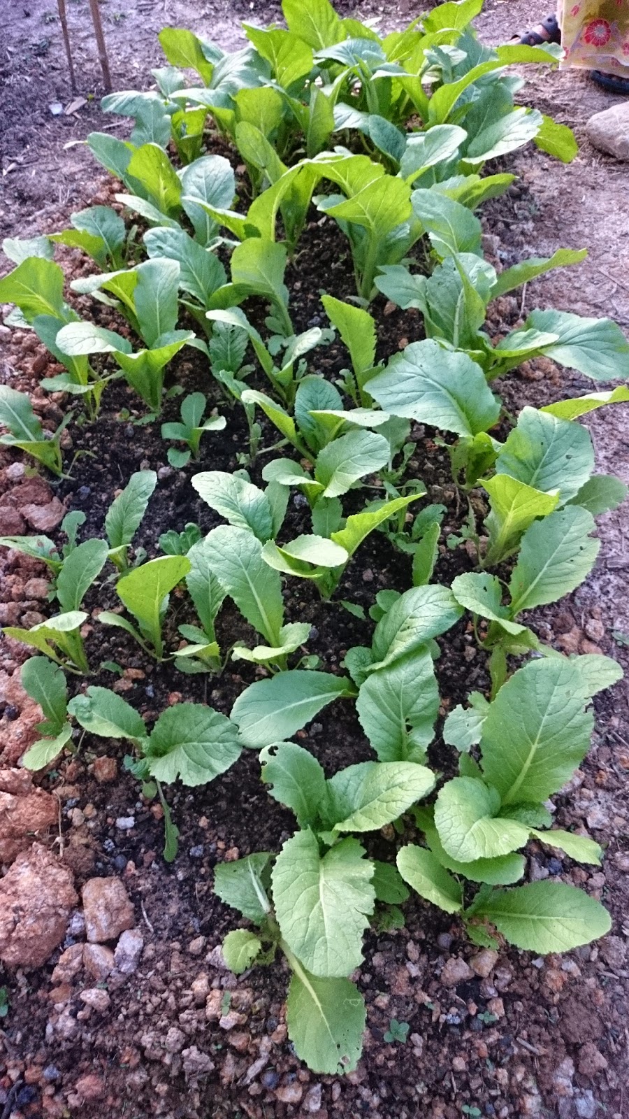 Inspirasi 30+ Cara Menanam Sawi Hijau Di Rumah