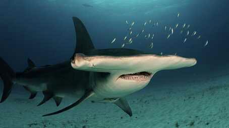 Coolpedia: 7 Jenis Hiu Terunik