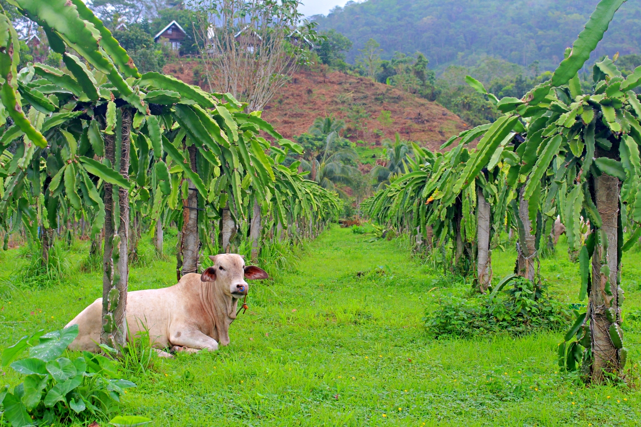 The Blooming Organic Farms in CALABARZON - Nomadic Experiences