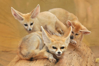 Fennec Fox Facts And Pictures-images | All Wildlife Photographs
