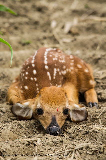 A Newborn Fawn | Outdoors | Before It's News