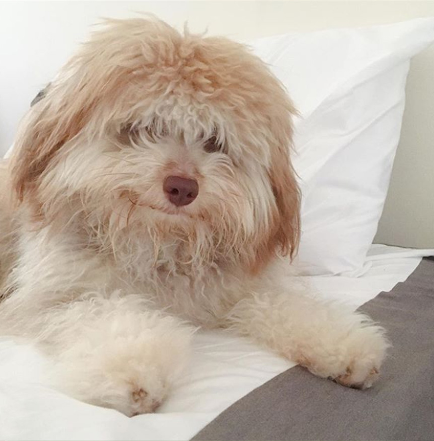 Conozcan a Nori, el adorable perrito con expresiones casi humanas ...