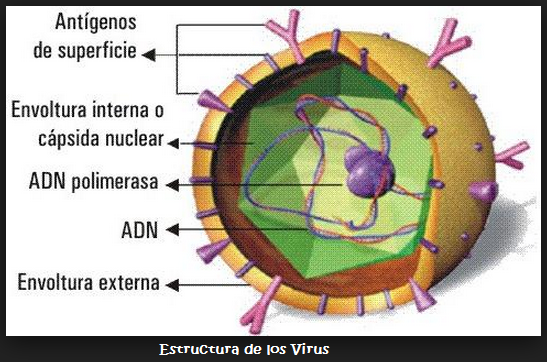 Virus y Cacaracterísticas - Banco de Preguntas de Biología