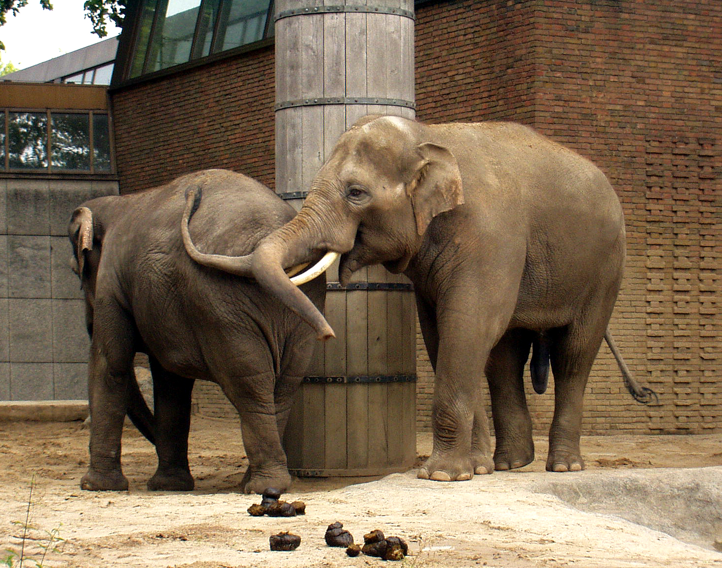 Think Elephants International: Might makes right (unless you're in musth)