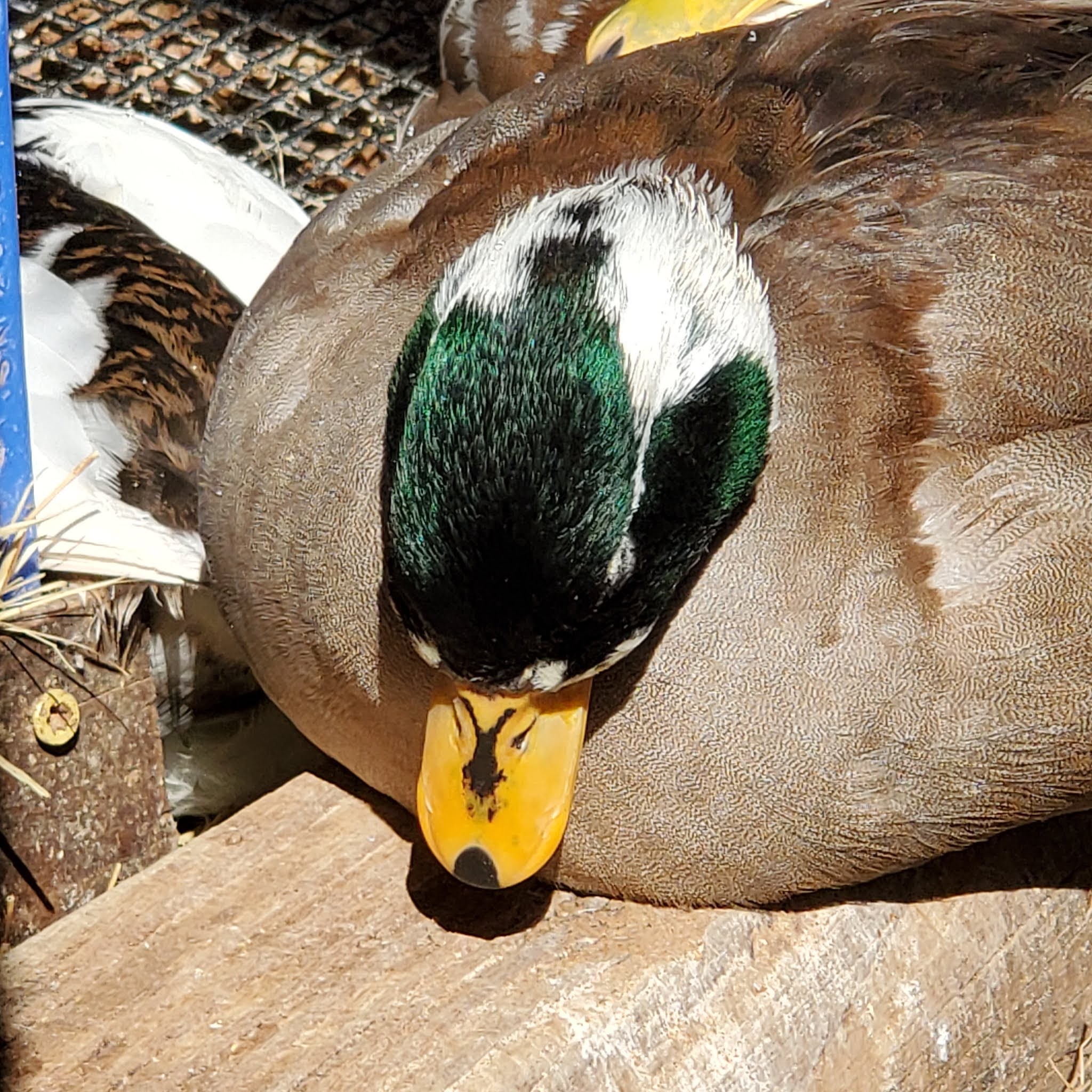 Blue Sky Country Farm: Penciled Call Duck