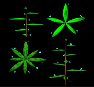 Fibonacci in Plants ~ Learn From Zero
