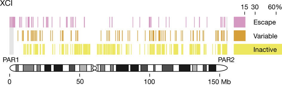 Sandwalk Escape From X Chromosome Inactivation