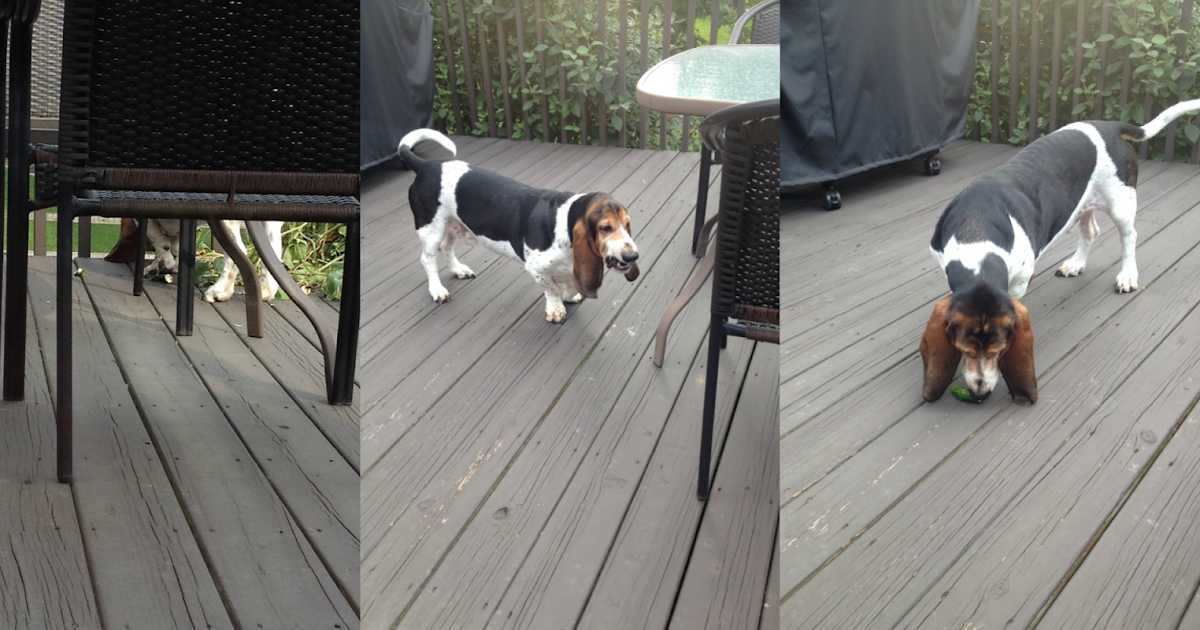 Total Basset Case: Hound Heist : Garden Version