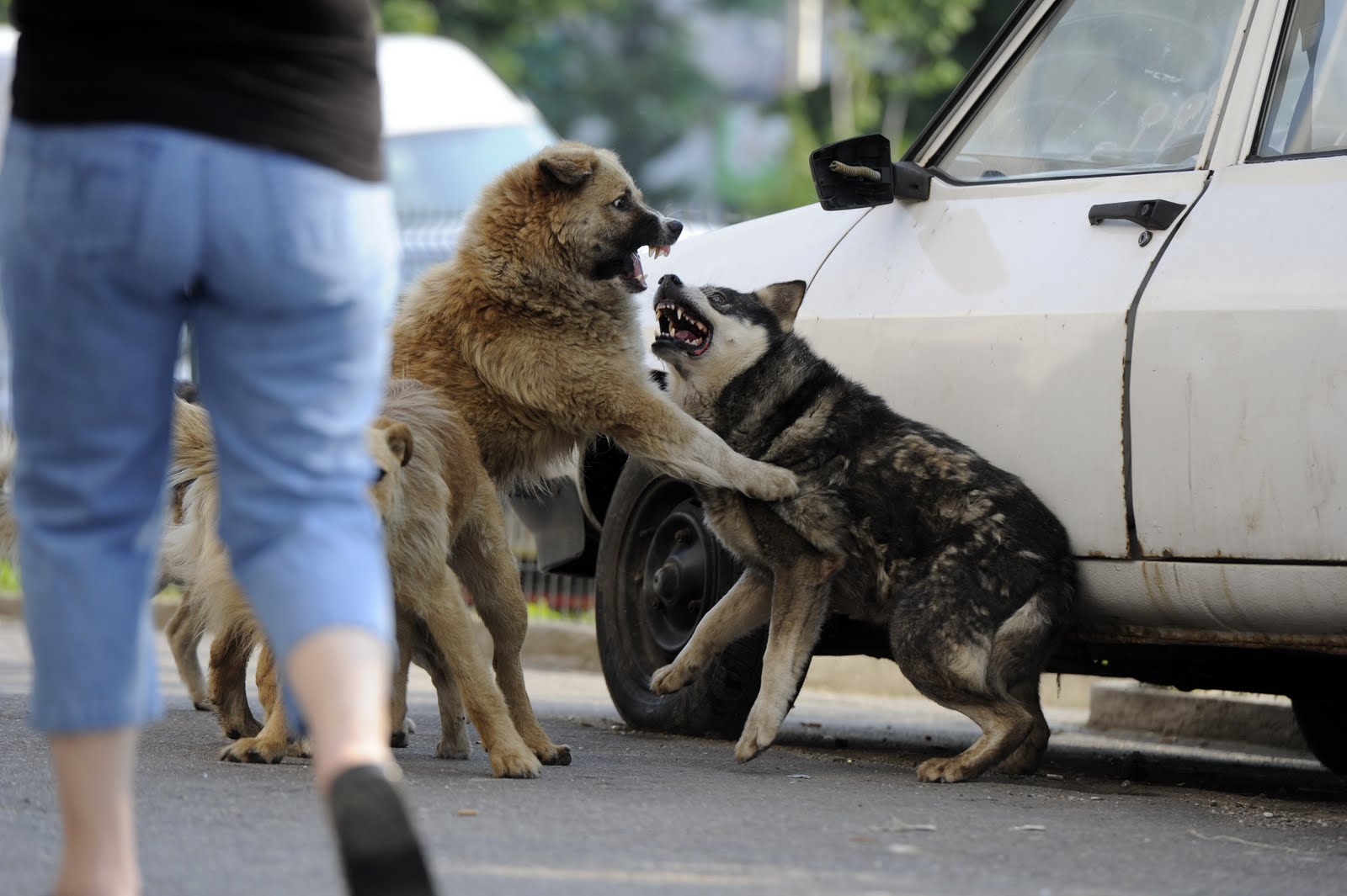 CRISTIAN NISTOR: CAINI COMUNITARI - BUCURESTI