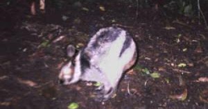 White Wolf : Researchers Capture Fleeting Images of Incredibly Rare ...