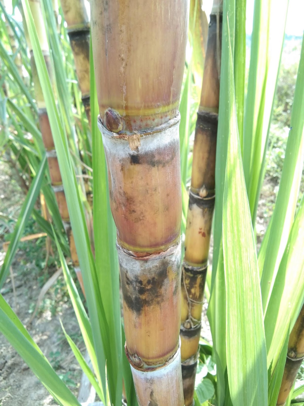 Filosofi dari Sebatang Tebu