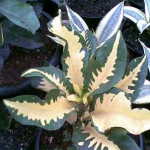 Tanaman Puring (Codiaeum variegatum) - Ganesha Flora Bali