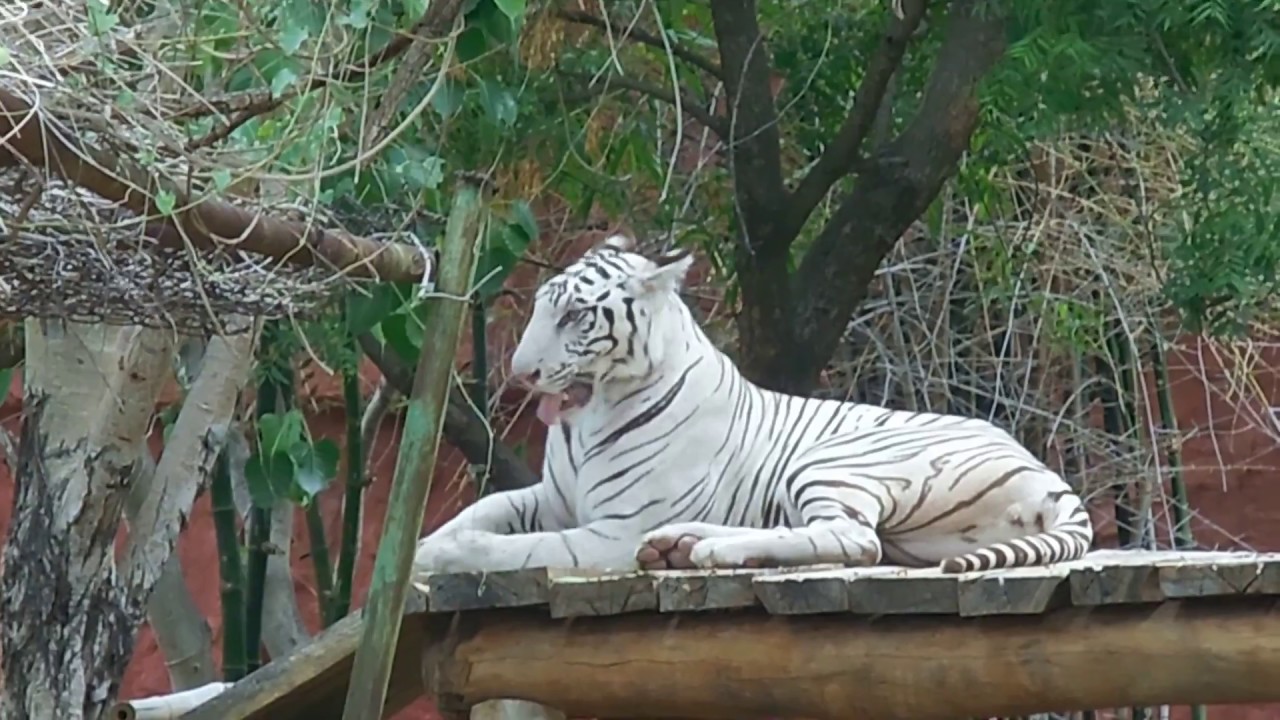 sri venkateswara zoo park- timings -Location contact number and more.