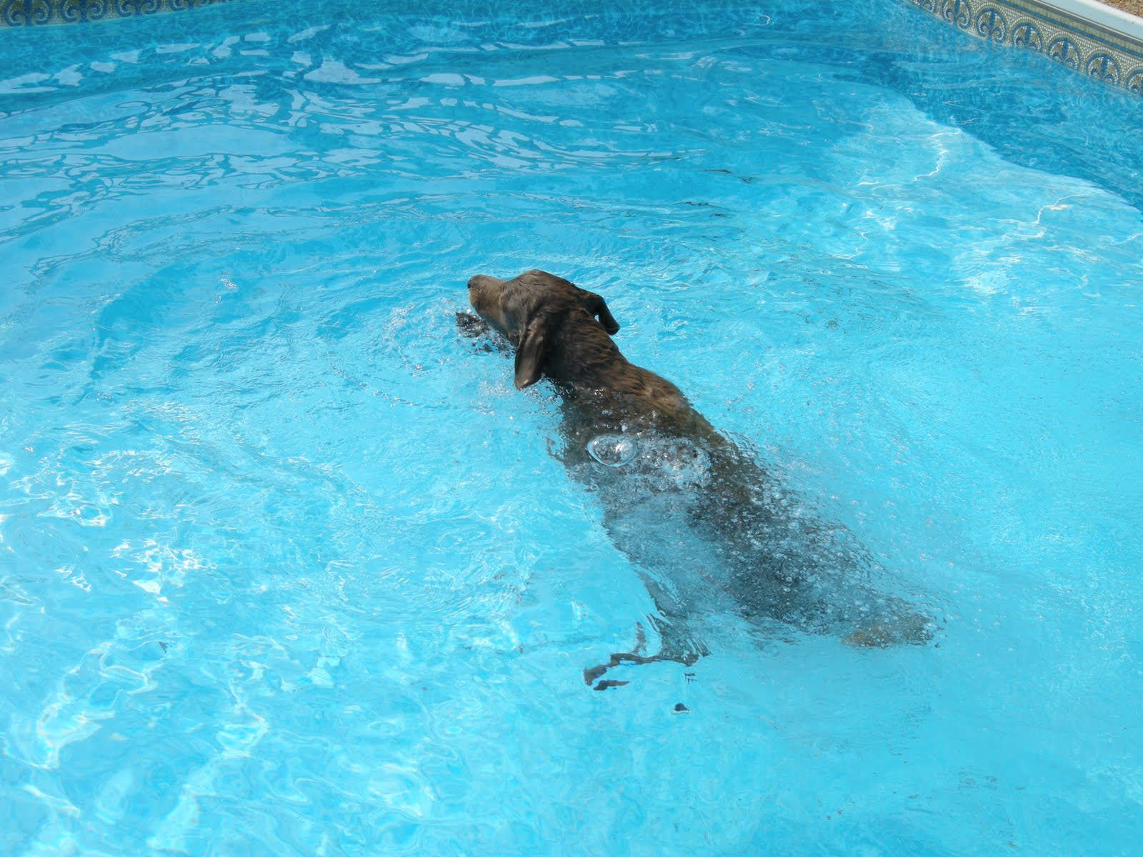 Kitchens Are Monkey Business: Dixie And Glowria Frolic In The Pool.