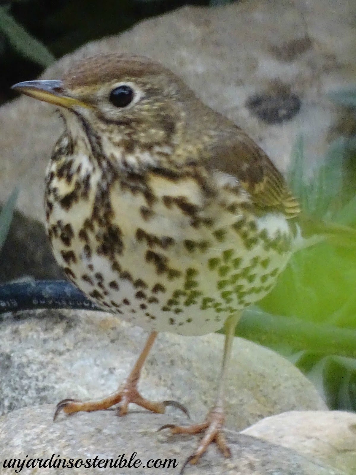 Turdus philomelos (Zorzal común)