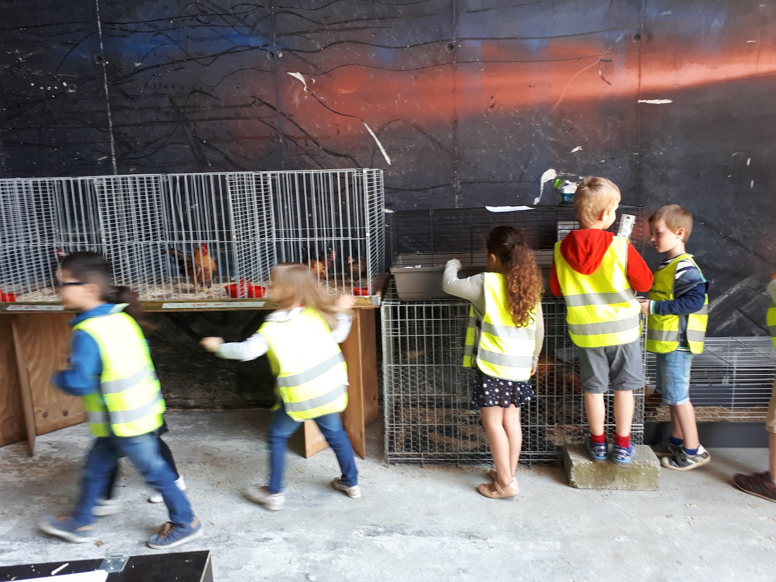 Aveve Riemst - Chicken Coops