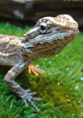 krafty panda: RIP Peter Pan