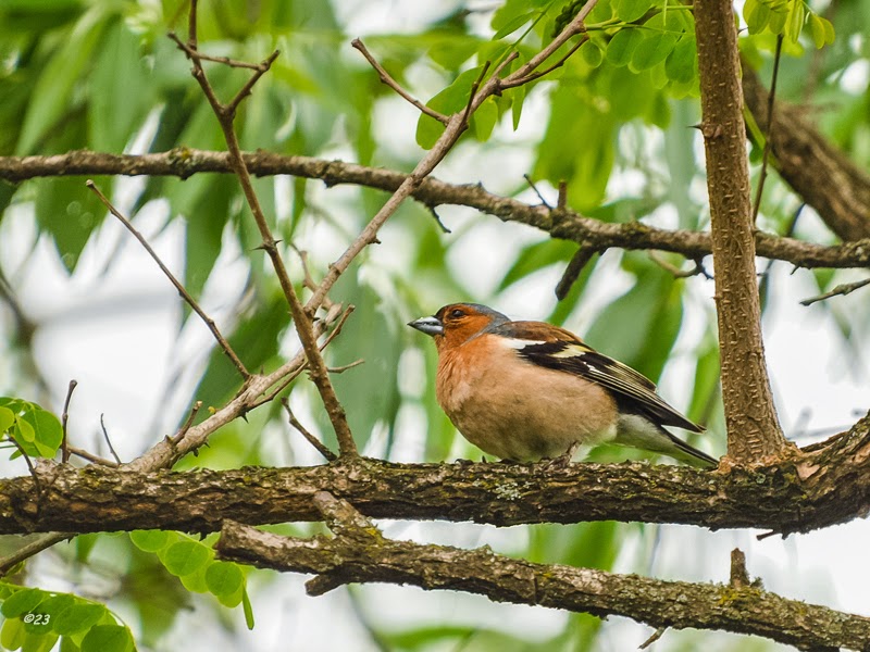 Foto: Cinteza, mascul (Fringilla coelebs)
