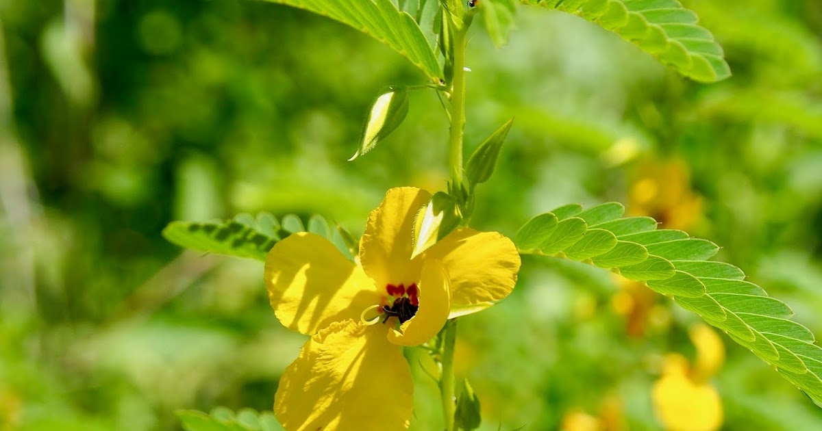 clay and limestone: Wildflower Wednesday: Partridge Pea makes a stand