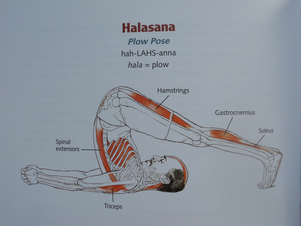 Snacking Squirrel: Halasana Yoga Pose