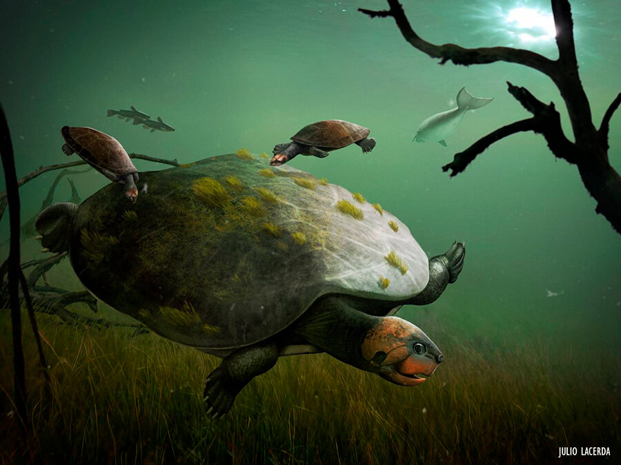 Mundo Pré-Histórico: Stupendemys, o maior quelônio de água doce