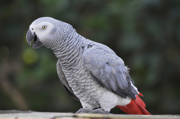 LA CIENCIA DE LA VIDA: El rey león (2019)