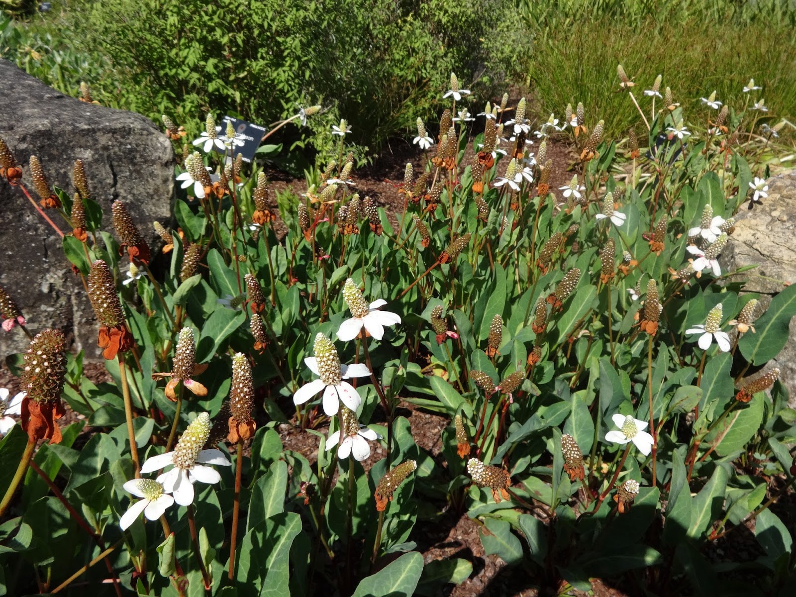 Herbs from Distant Lands: Anemopsis californica - Yerba Mansa