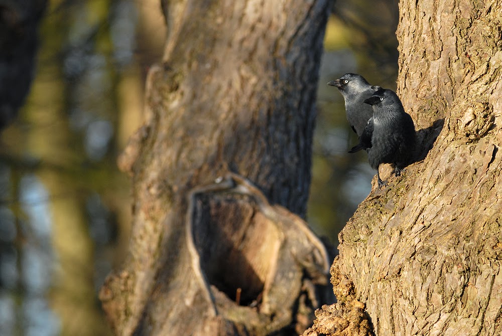 Corvus monedula: Neues aus der Dohlenkolonie