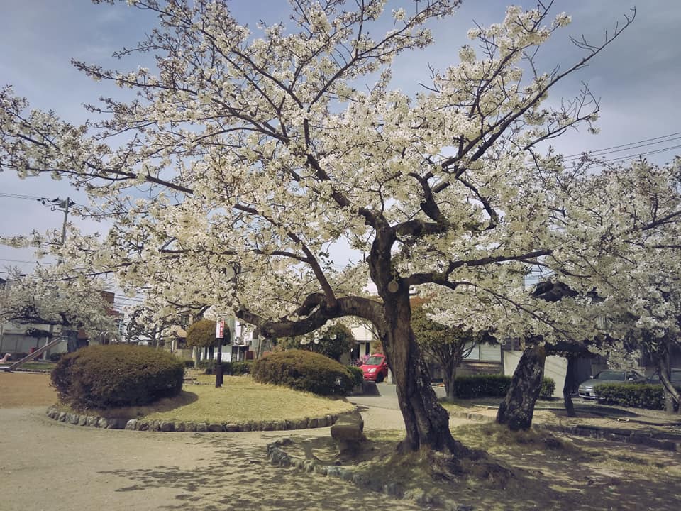 Author Maritza Martínez Mejía: Cherry blossom viewing ~Tradición ...