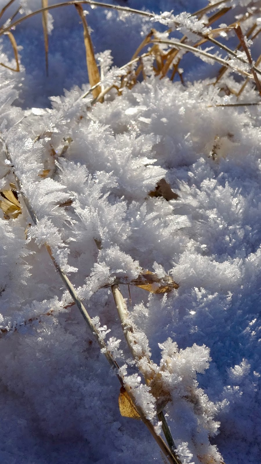 NewBlog: Hoar Frost