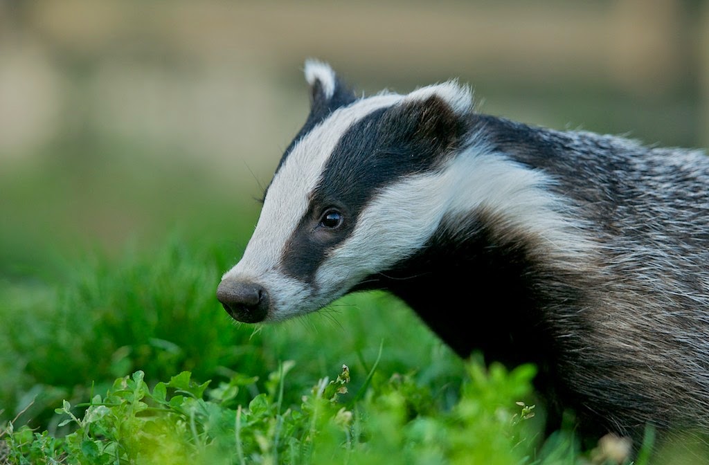 British Wildlife Centre Keeper s Blog Badgers british-wildlife-centre-keeper-s-blog-badgers