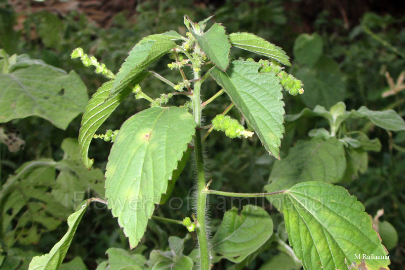 Acalypha lanceolata - Toothed Bract Indian Copperleaf - Flowers of ...