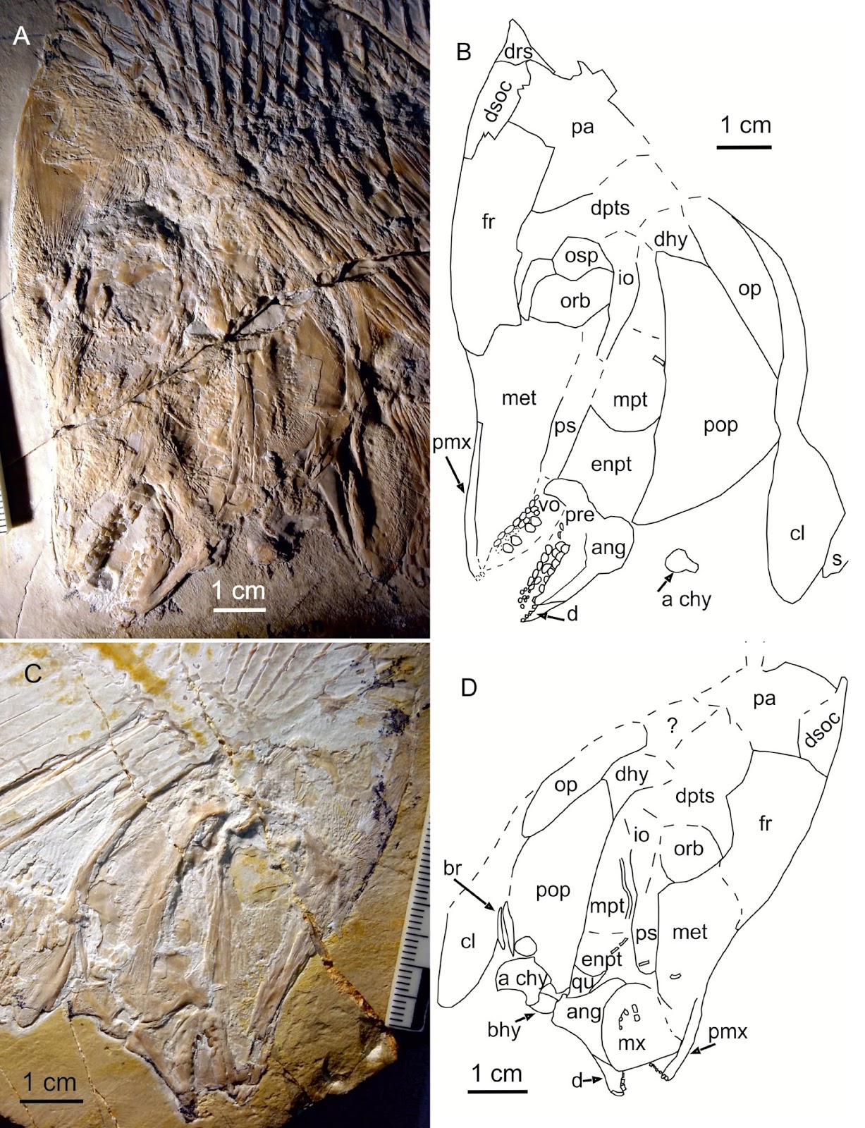 Species New to Science: [PaleoIchthyology • 2020] Thiollierepycnodus ...
